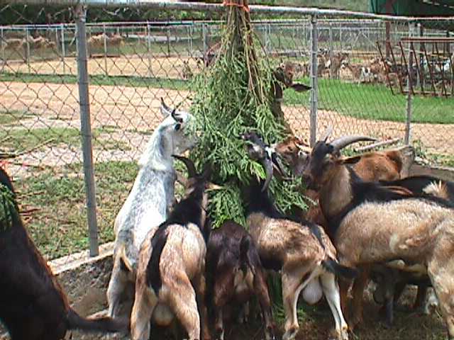 PRODUCCIÓN DE CAPRINOS