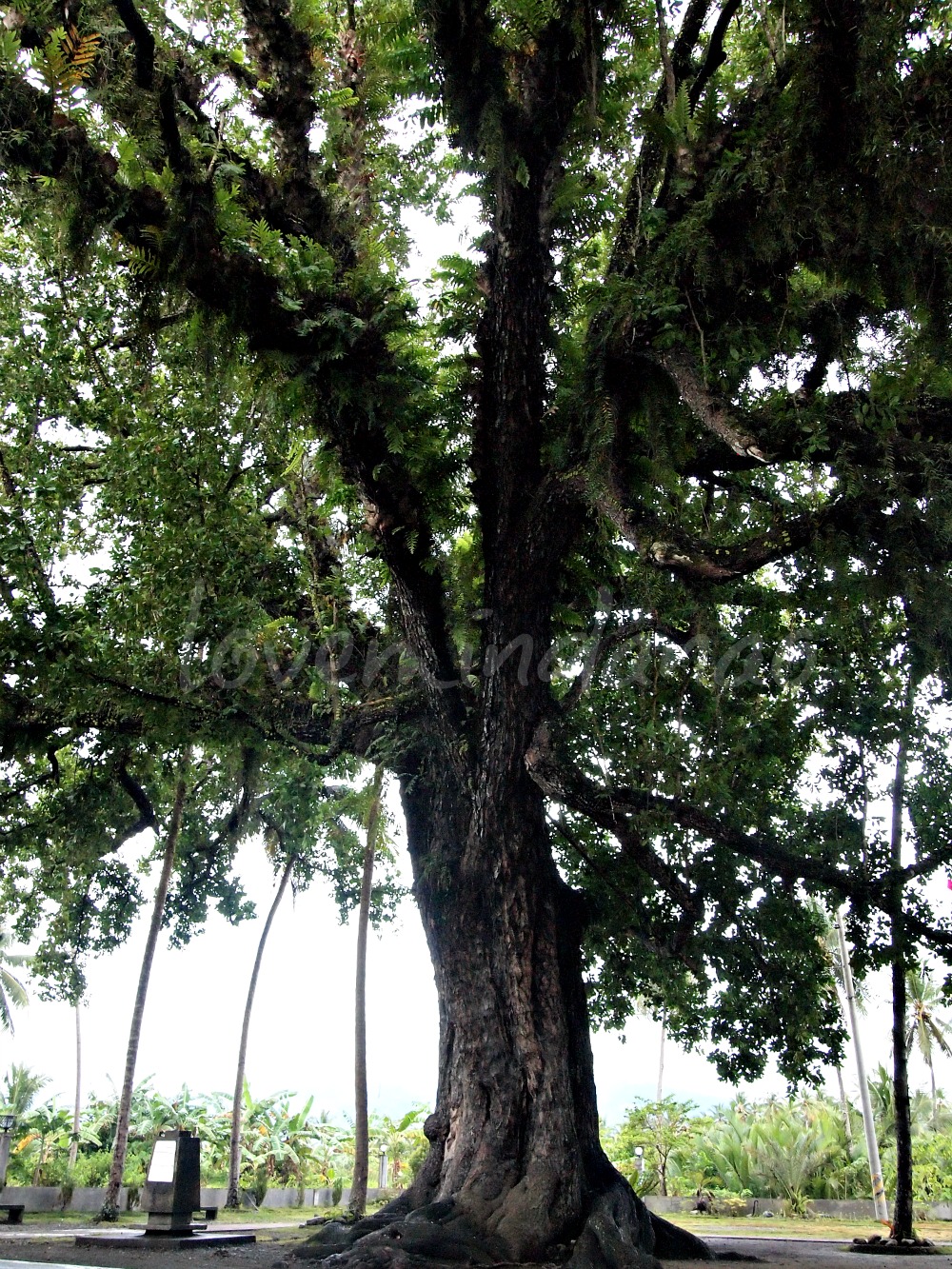 This centennial Bitaug Tree in the coastal community of Caloc-an ...