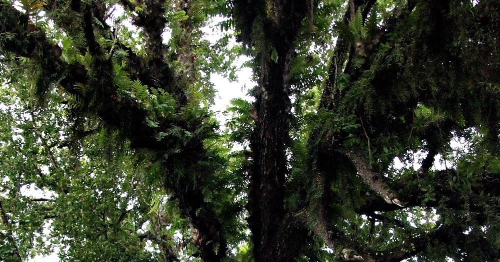 Love Mindanao: Bitaog : The Philippine Centennial Tree