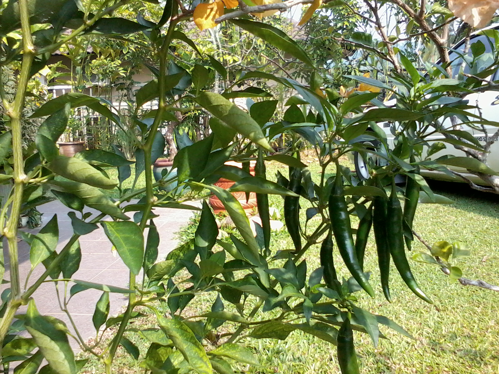 Keringat: Cili Hijau Besar