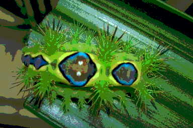 HAMA ULAT PEMAKAN DAUN PADA TANAMAN SAWIT | Budidaya Sawit Unggul Nasa