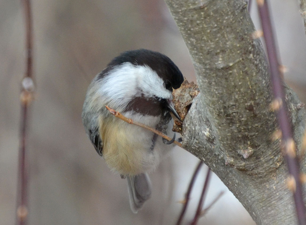 Woods Walks and Wildlife: Icy Woodland Sights, and the Cutest Chickadee ...