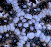 Rafael Microfauna Marina: Cymopolia barbata (Algas verdes)