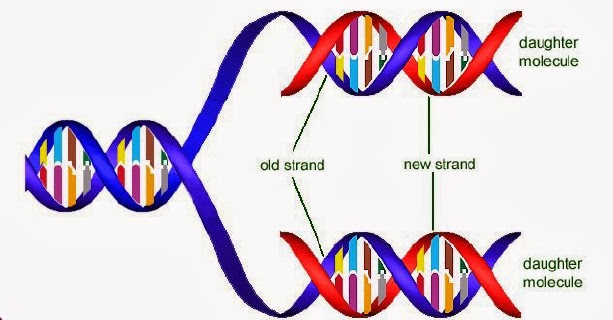 DNA as Template