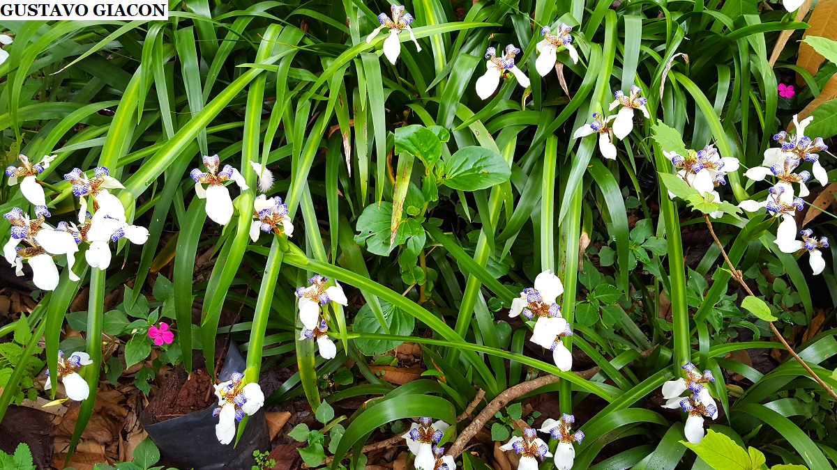 Viveiro Ciprest - Plantas Nativas e Exóticas: Íris da Praia ( Neomarica ...