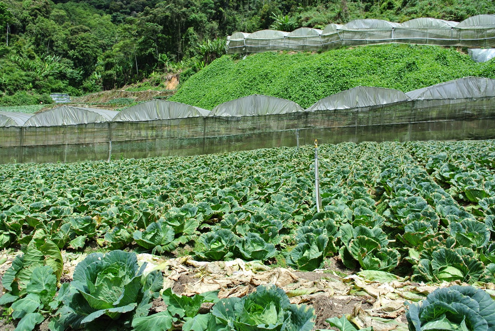 Championing Sustainable Development for Malaysian Highlands