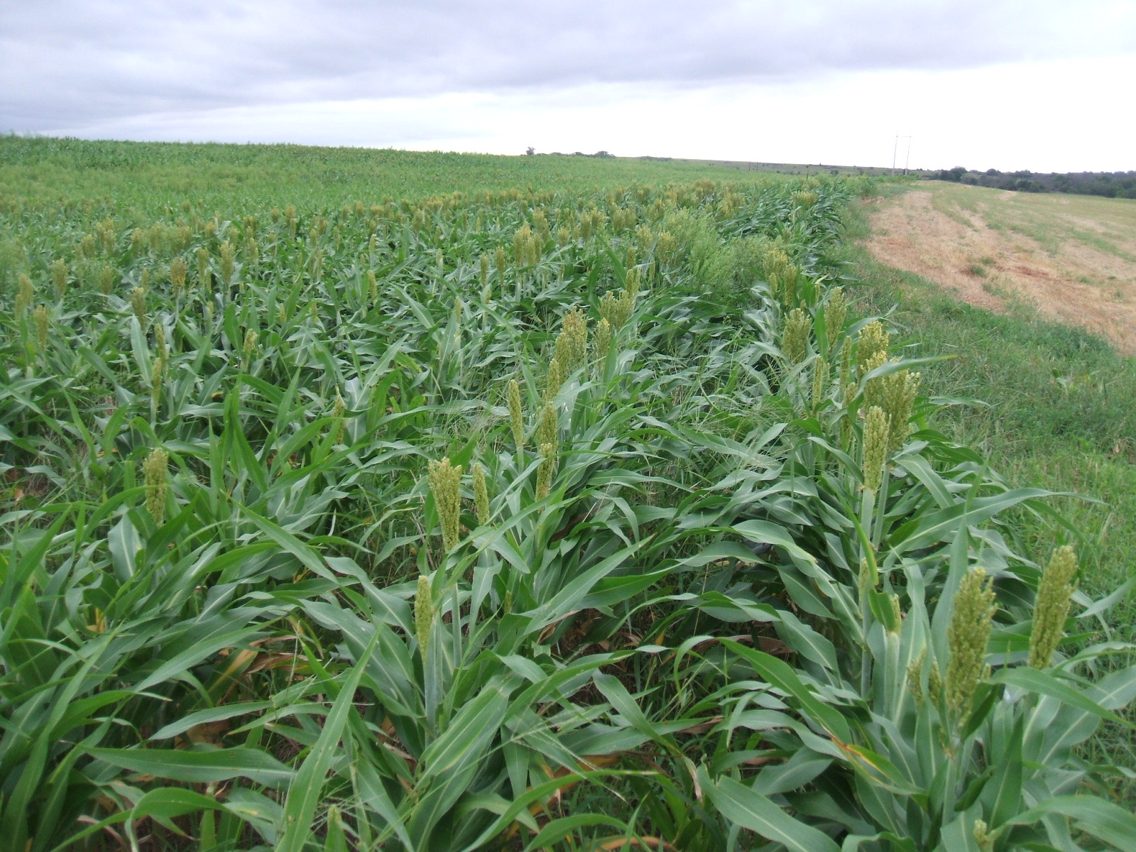 Watch Out For The Bull: Double Crop Grain Sorghum Update