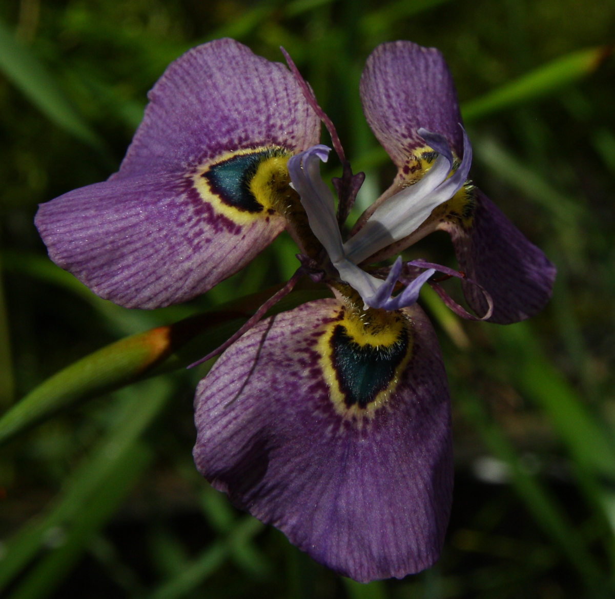 Growing Cool Plants: Moraea MM 13-133