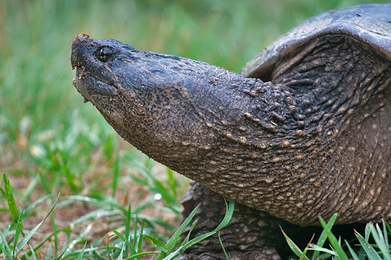 Imagine this: Common snapping turtle