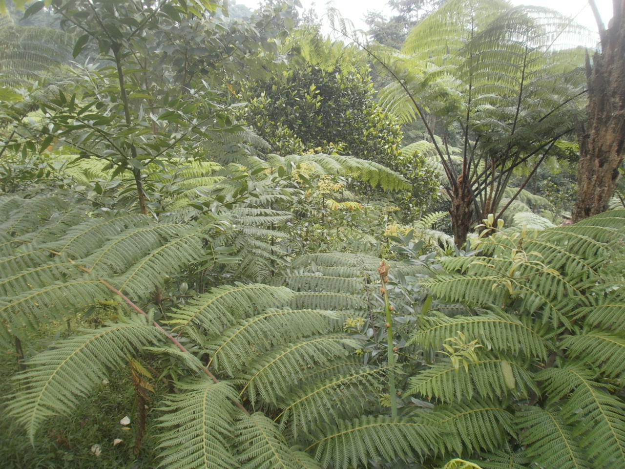 wisata alam gunung salak: villa pakis asri