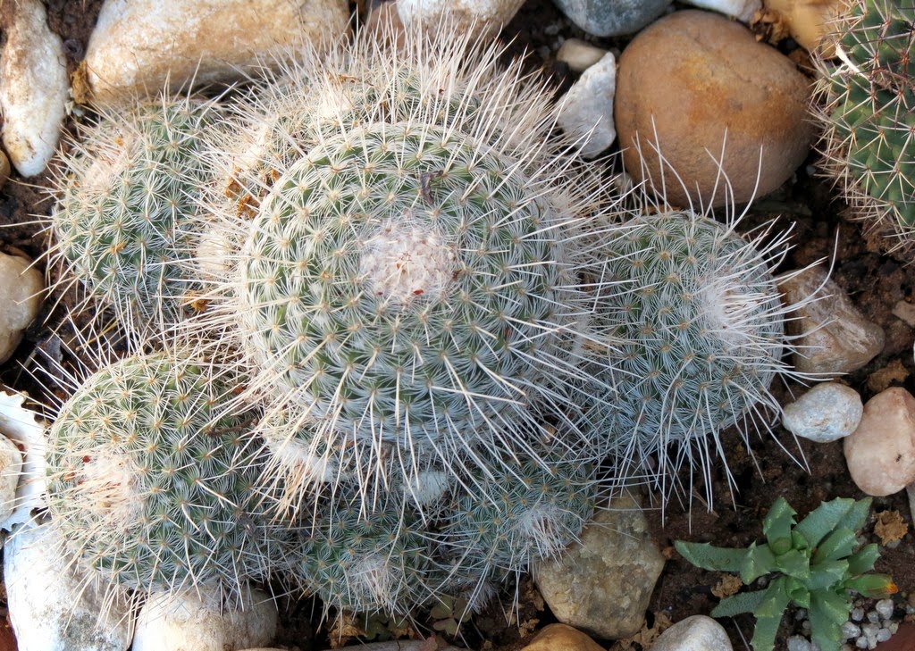 Kreatiewe Joernaal: woestynrosies