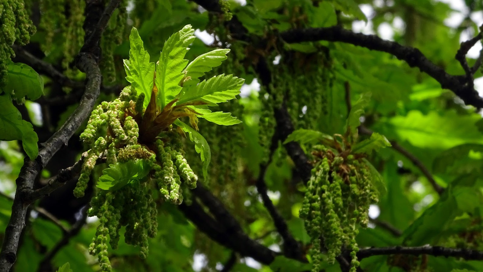 NixPages: FRIDAY GREENS #91 - OAK FLOWERS