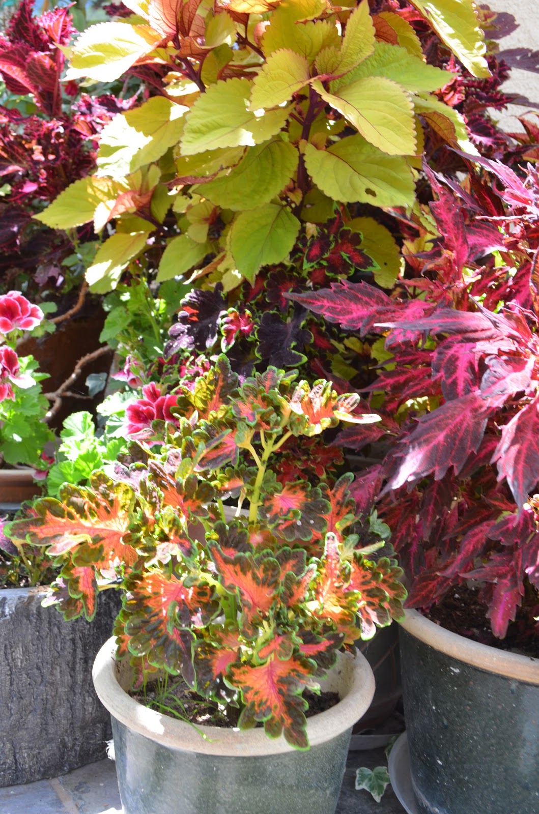 Entertaining From an Ethnic Indian Kitchen: Garden journal: Coleus ...