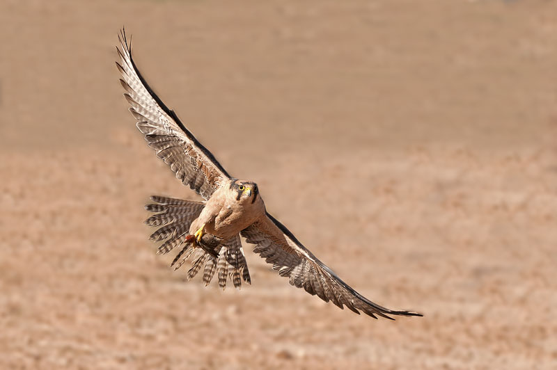 Johan Mocke Photography: Kgalagadi (2) Birds