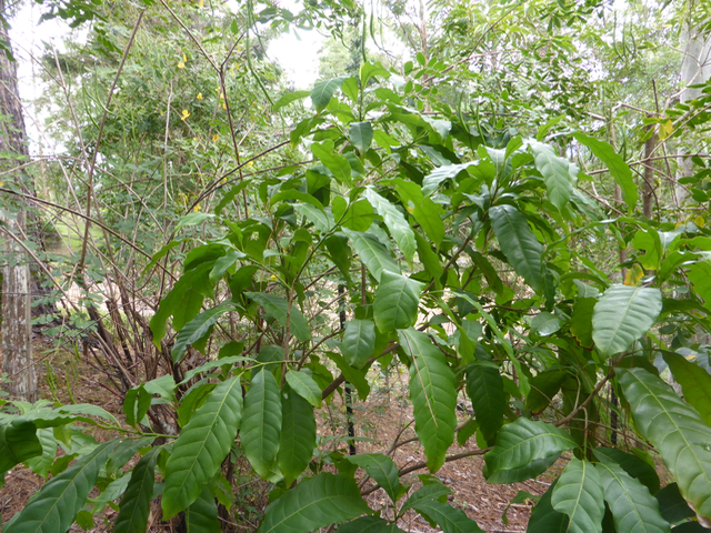 Fernmount Food Forest: Some of our food forest trees