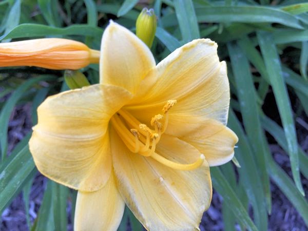 A GUIDE TO NORTHEASTERN GARDENING: Garden Bloggers' Bloom Day & Foliage ...