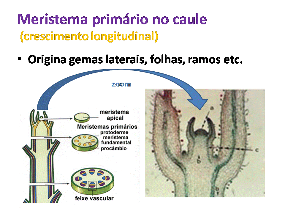 Biologia: Meristemas