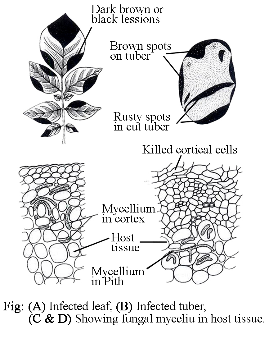 PHYTOPHTHORA - CLASSIFICATION, VEGETATIVE STRUCTURE, REPRODUCTION ...