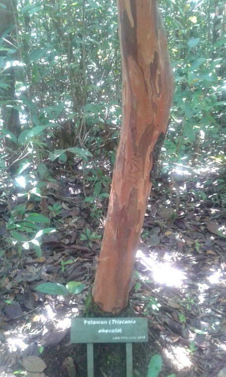 Pesona Hutan Pelawan Desa Namang