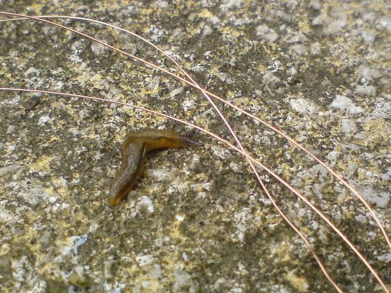 Growing Things and Making Things: Copper wire as slug deterrent: a test
