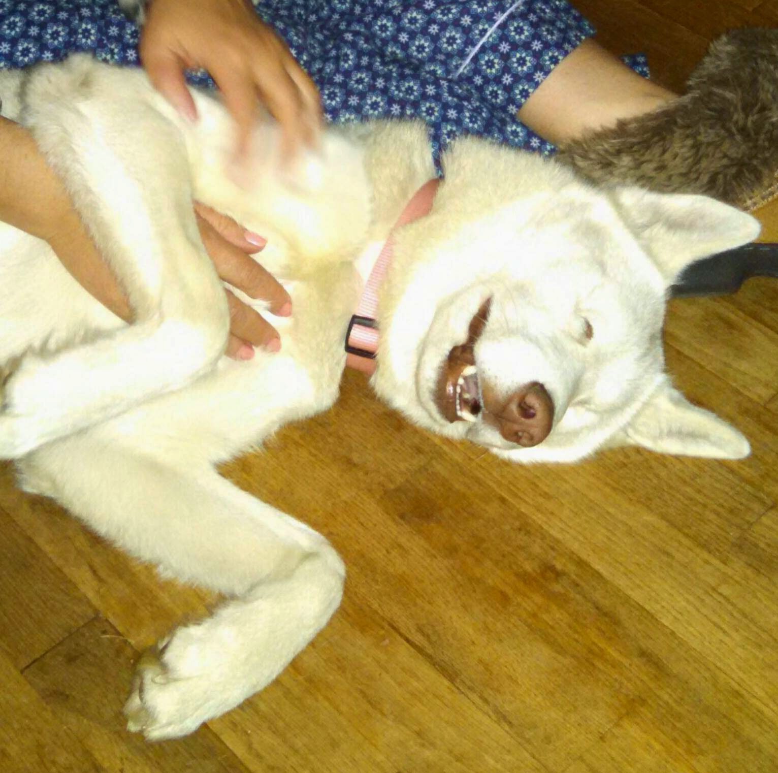 The Adventures of Tala and Henry: Introduction: