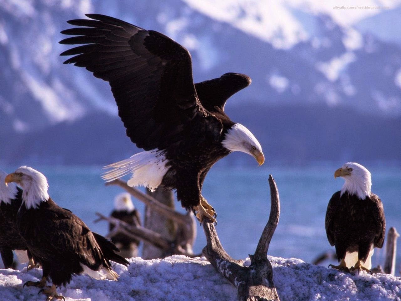 animal magazine: l'aigle royal