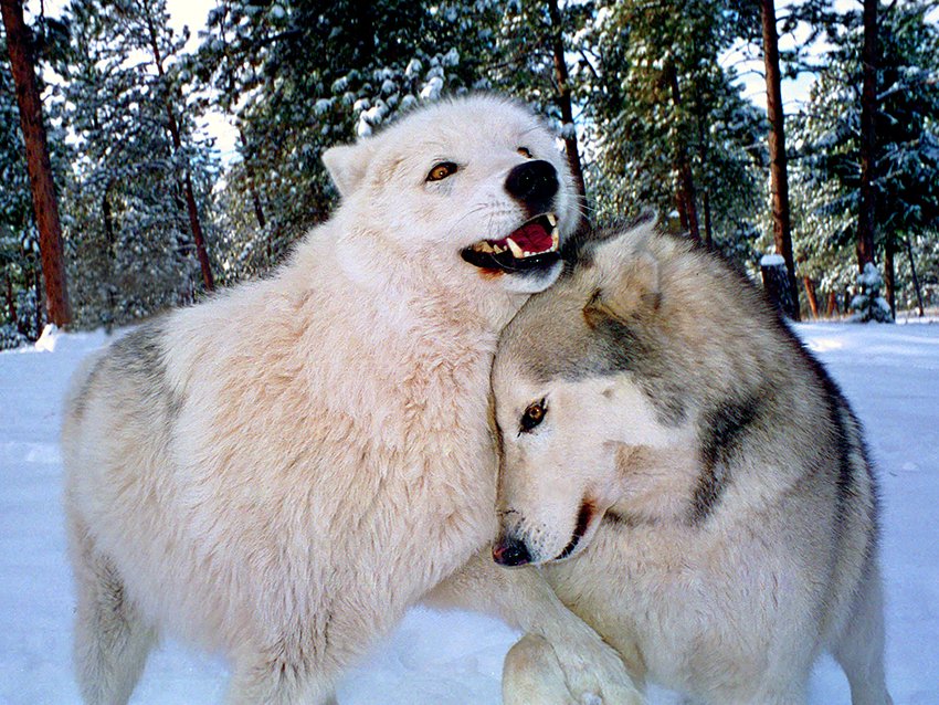 White Wolf : Get Up Close and Personal with Wolves at Colorado Wolf and ...