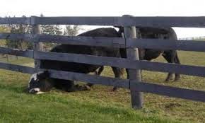 Jen ♥ Elise : Dear Cows