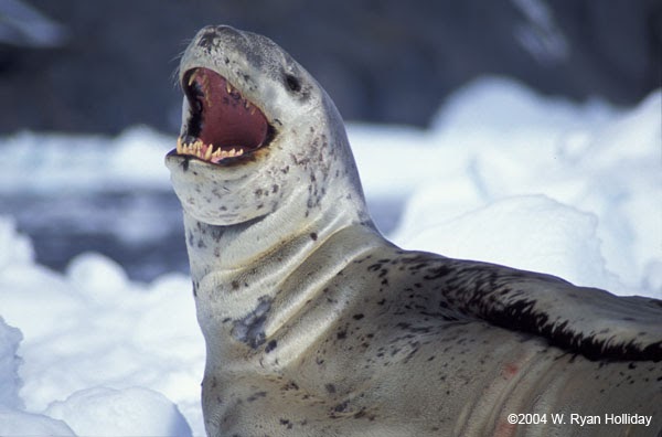 Leopard Seal | Animal Wildlife
