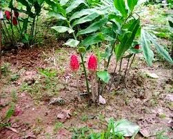 Manfaat dan Khasiat Puyang - G-Spot Healthy Living