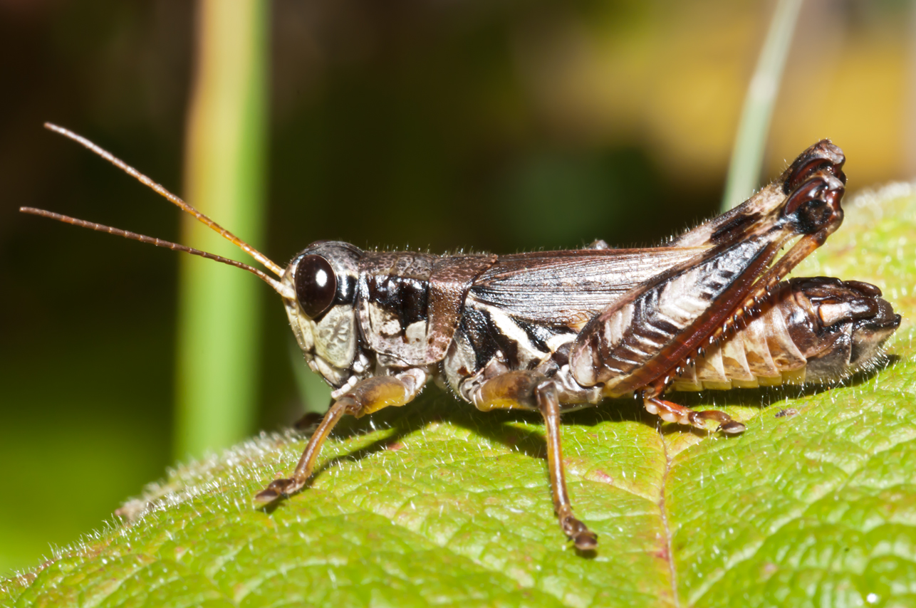 Bugs of Mackie: Huckleberry Grasshopper - Melanoplus fasciatus