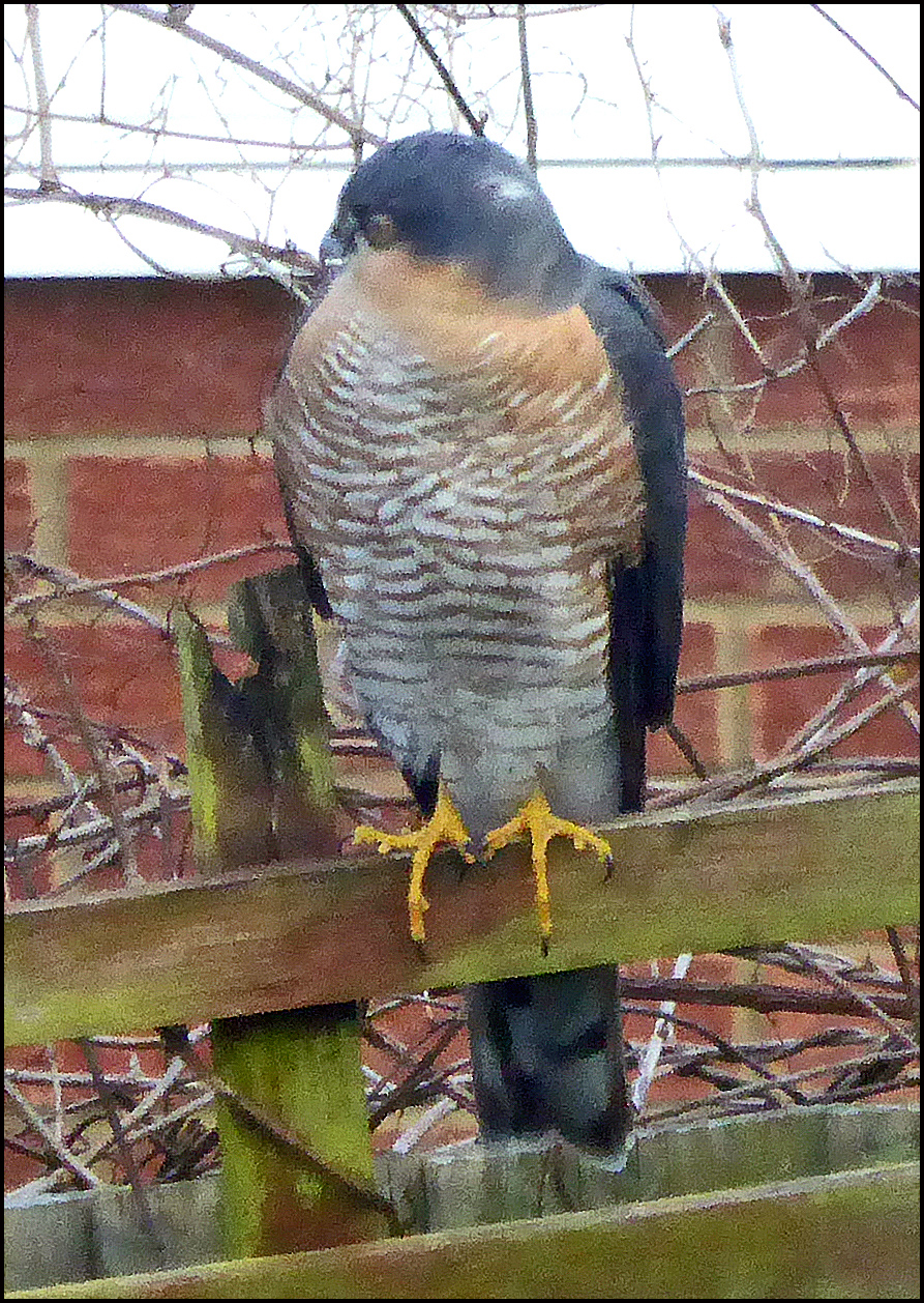 Wild and Wonderful: Visit from a Sparrowhawk ...