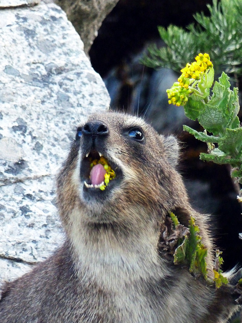 mainly mongoose: The past, the poop and palynology