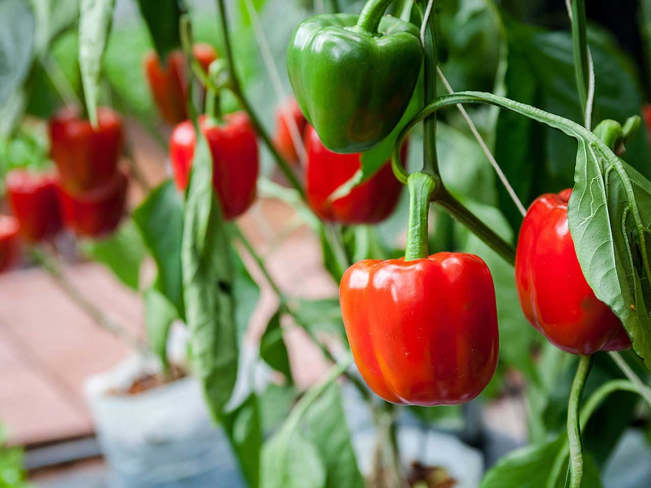 Ingin Budidaya Paprika & Dapat Keuntungan, Ini Dia Cara Praktisnya!!!