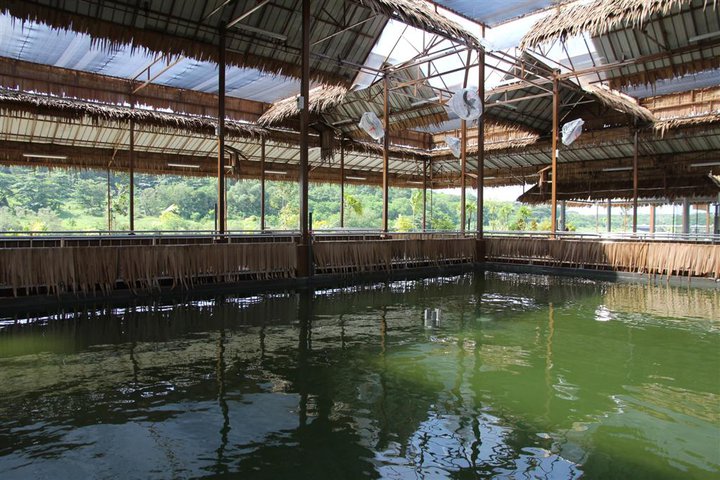 Prawn Fishing in Singapore: Prawn Fishing inside Punggol Promenade ...