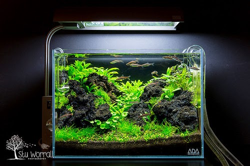 Inilah 10 Ide Kreasi Untuk Membuat Mini Aquascape - Ikan Hias Air Tawar