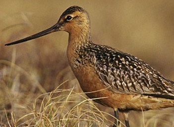 Godwit (bird) | Facts About All