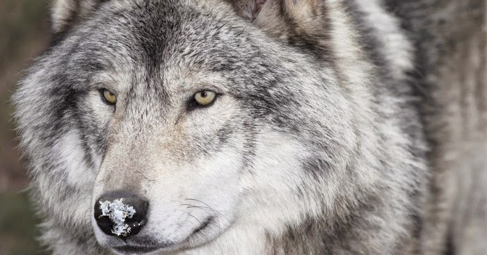 White Wolf : 22 Fascinating Facts About Wolves