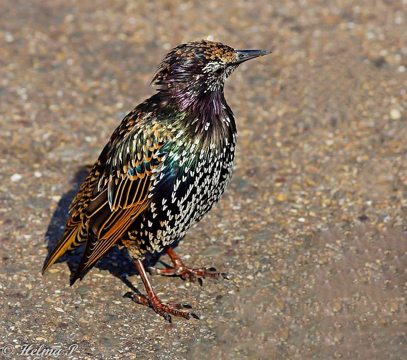 Helma's natuurfoto's: Nog jonge Spreeuwen....