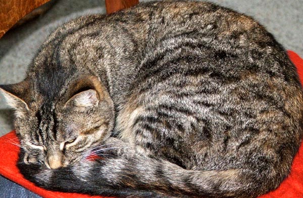 Mary Kunz Goldman: Keeping tabs on the tabby