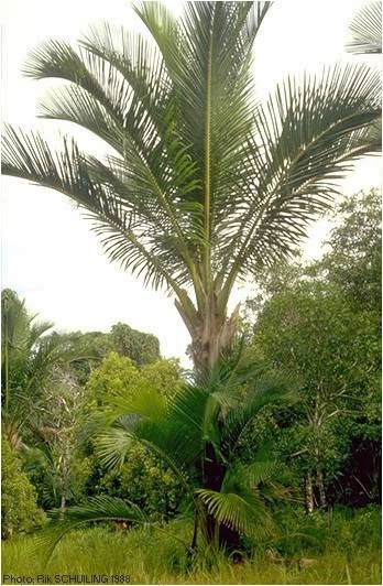 Nur Mallo Junior: SAGU