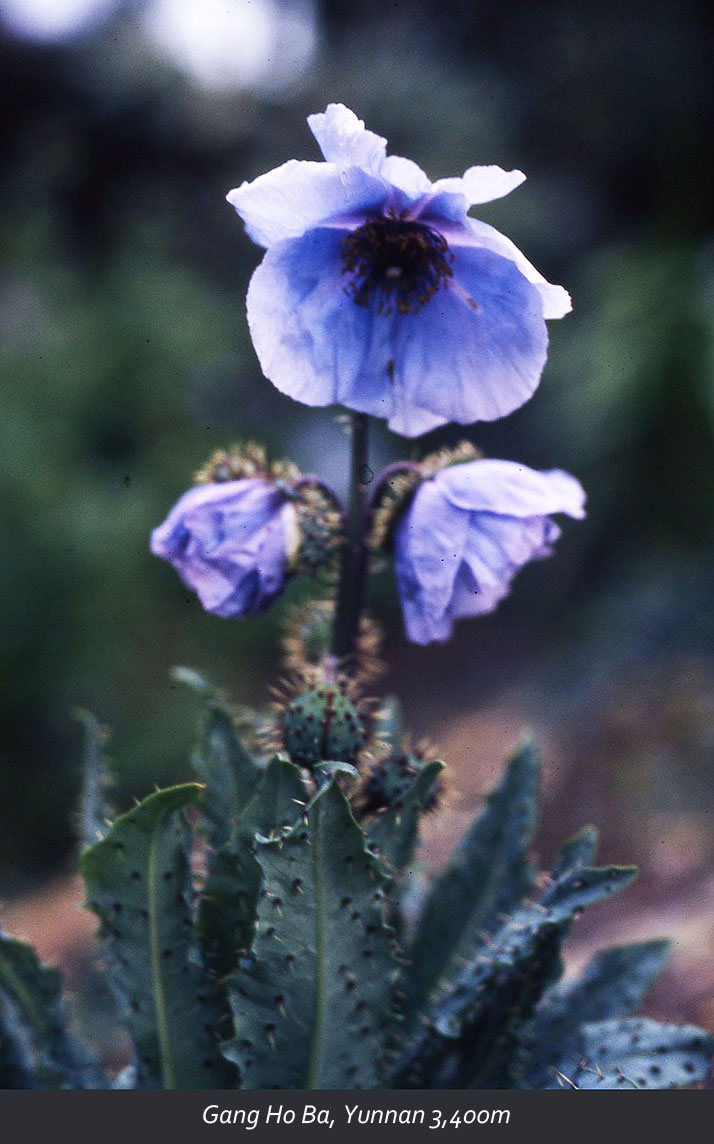 Meconopsis World - A Visual Reference: Meconopsis rudis