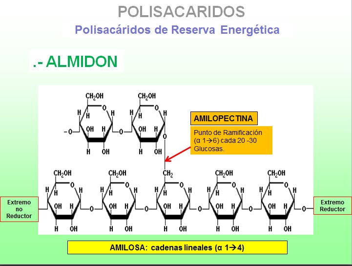 BIOQUIMICA - 2DO AÑO OFICIAL. : CARBOHIDRATOS ==> SACARIDOS ==> GLUCIDOS
