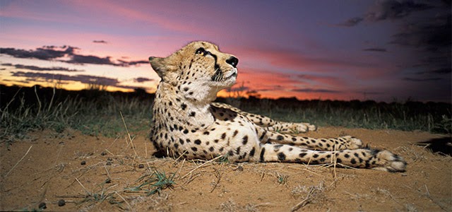 News from Southern Africa & Namibia: Namibia: Cheetah Conservation Fund ...