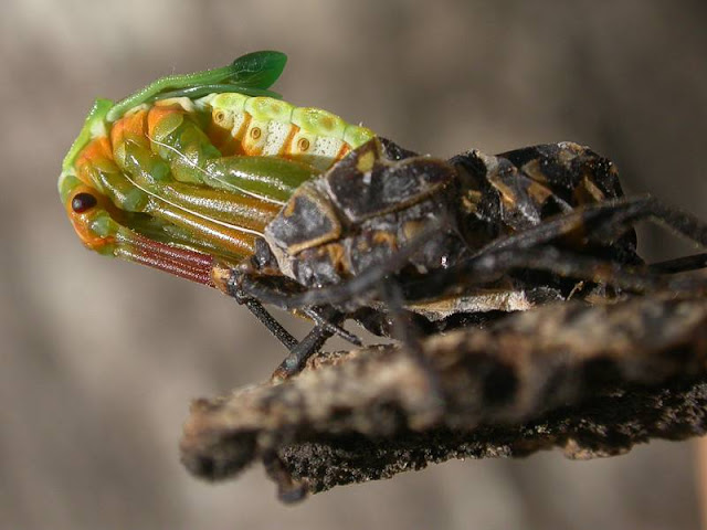 Ecdysis: When Growing Up is More than Skin Deep | The Ark In Space