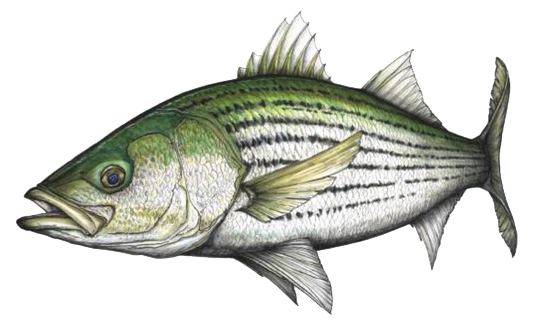A Multitude Of Fins: Striped Bass: Illustrations & Wildlife Art