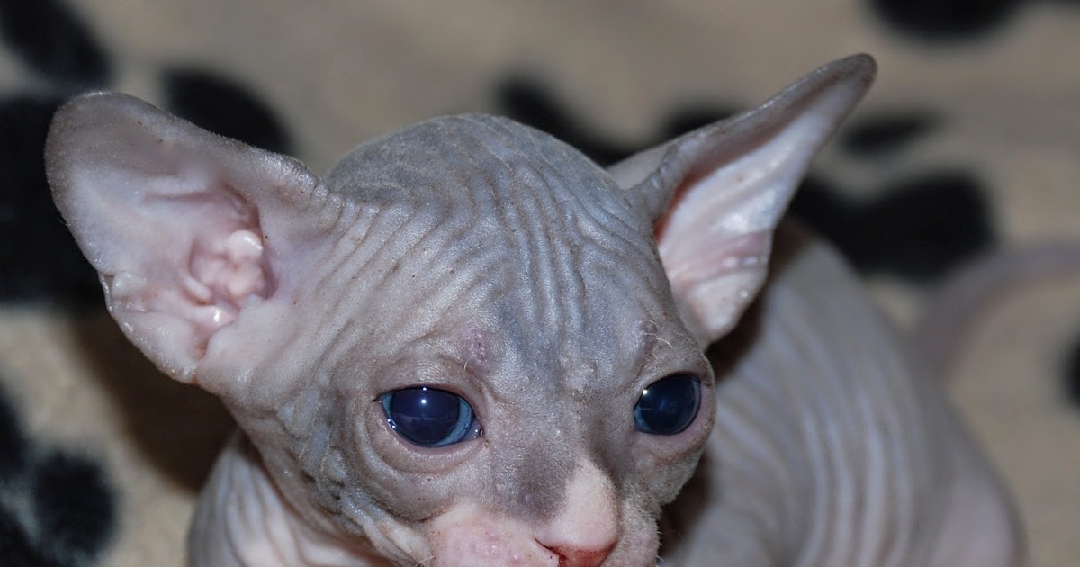 Berikut Penjelasan Kucing Sphynx