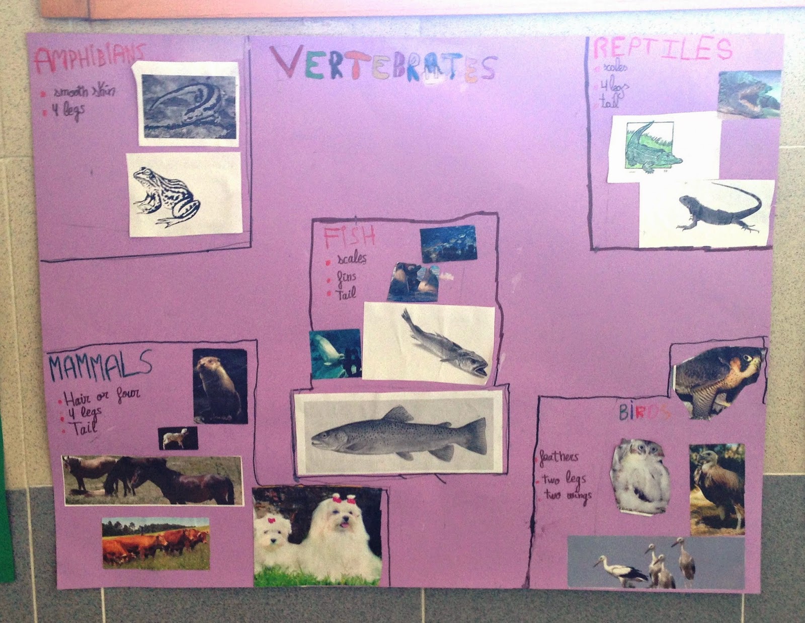 SCIENCE IN THE SCHOOL: Displays