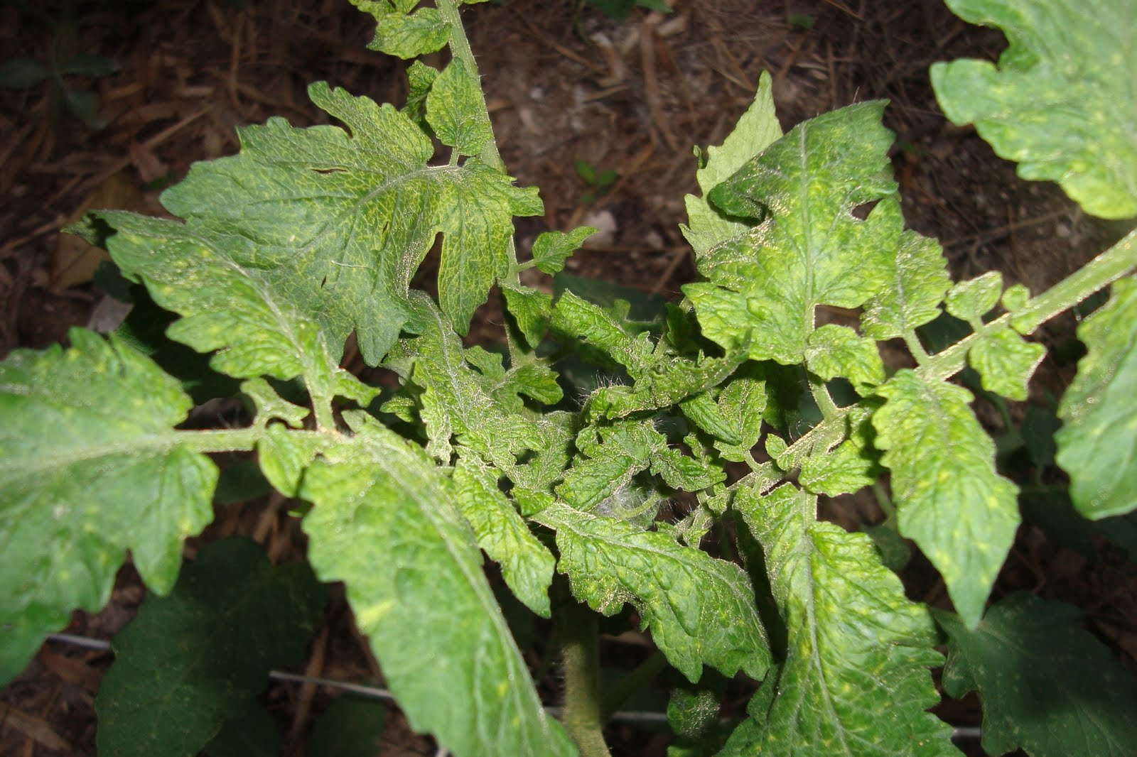 Virosis; Enfermedades Virales; Enfermedades por Virus; Infecciones por ...