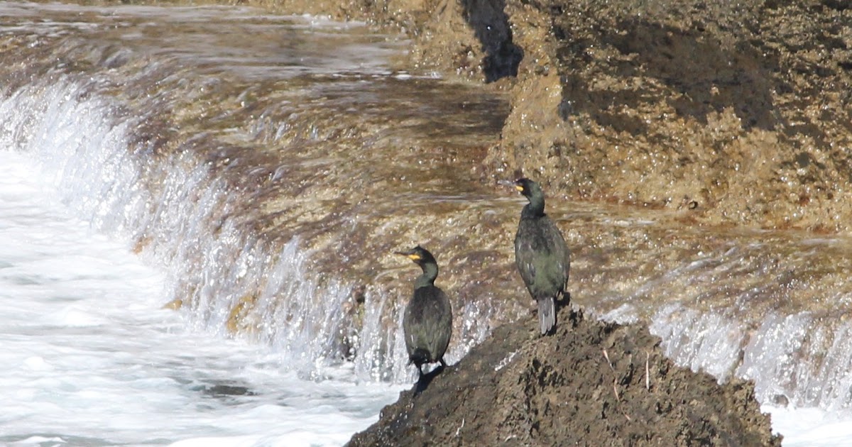 Biodiversity of Cyprus by NGO Protection of the Natural Heritage and ...